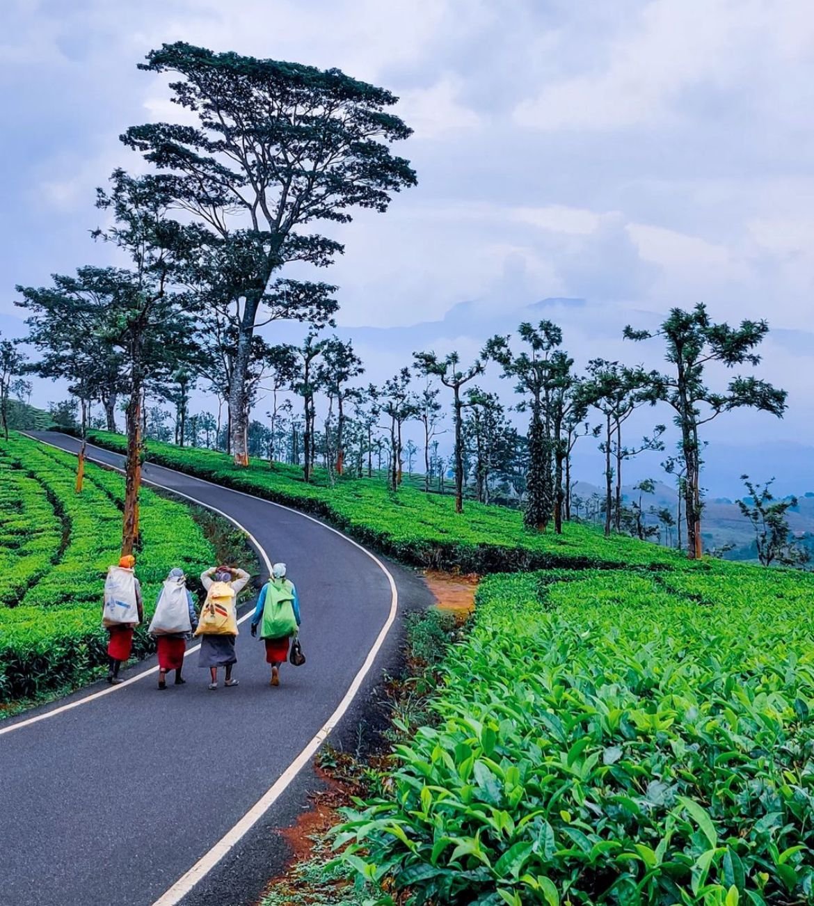 Bangalore-Ooty-Mysore-Coorg tour|Ooty-Mysore-Coorg tour package