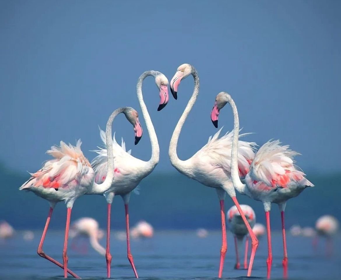 Bharatpur bird Sanctuary tour from Agra| Day Trips from Agra