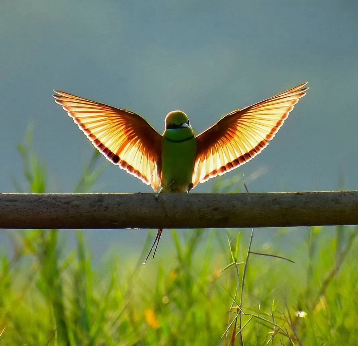 Bharatpur bird Sanctuary tour from Agra| Day Trips from Agra